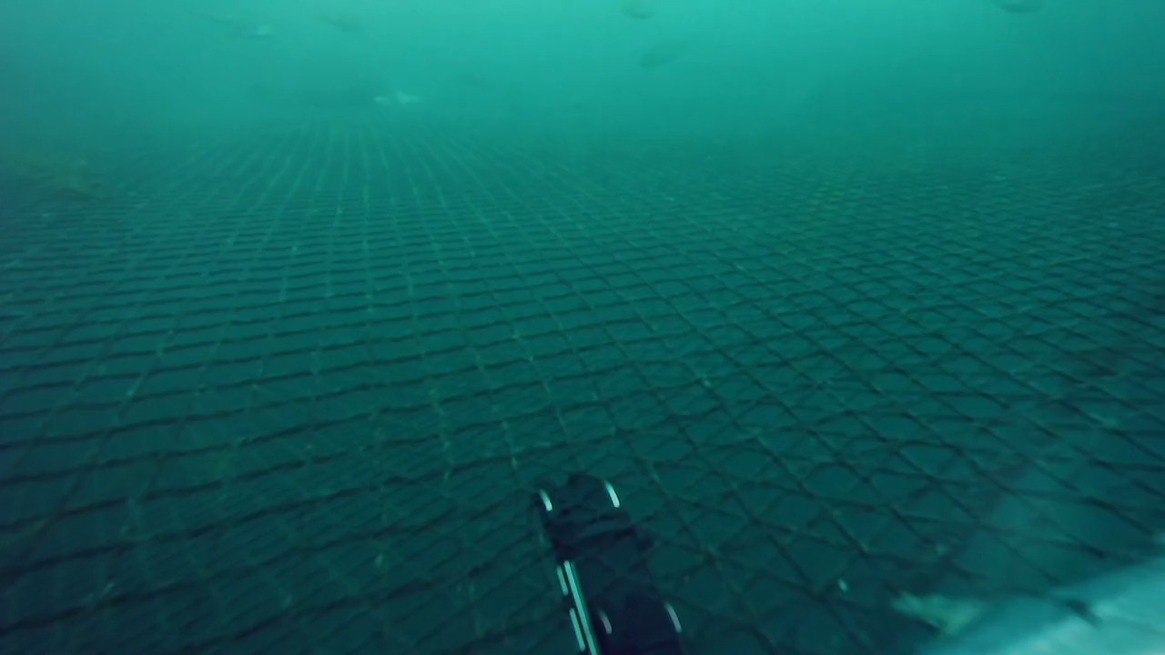 AUV Fish vs. Mort Object Detection Dataset by AUV Training Datasets