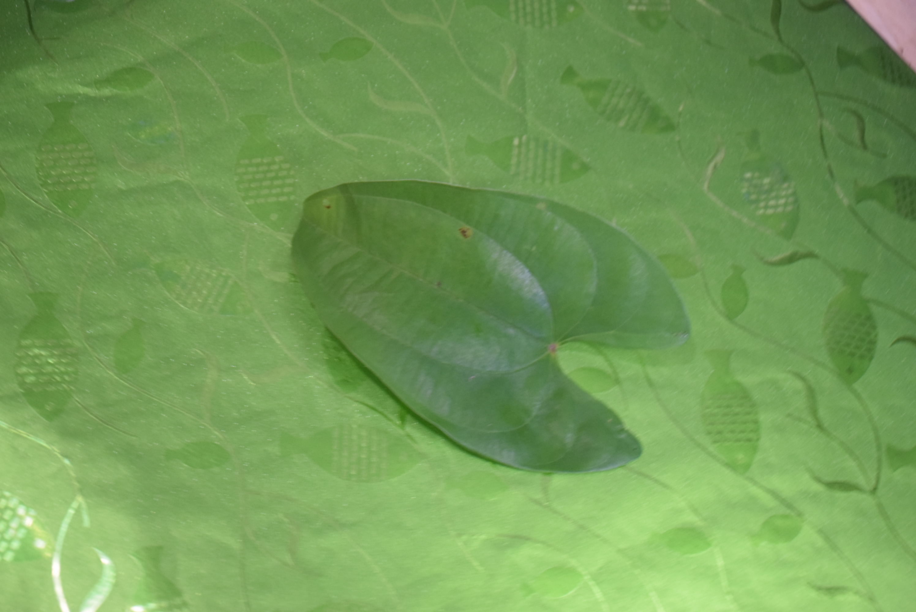 Leaf Detection Object Detection Dataset By Euro Workspace 4382