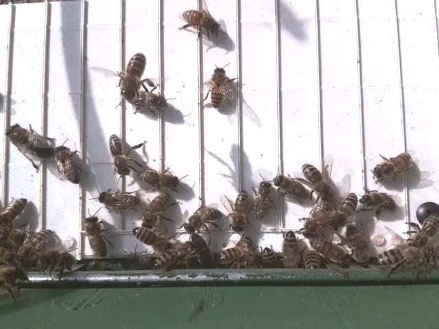 Bee-Analytics Object Detection Dataset by Projects