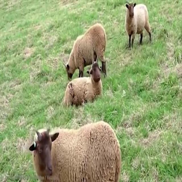 CowsVSheep - Roboflow Universe