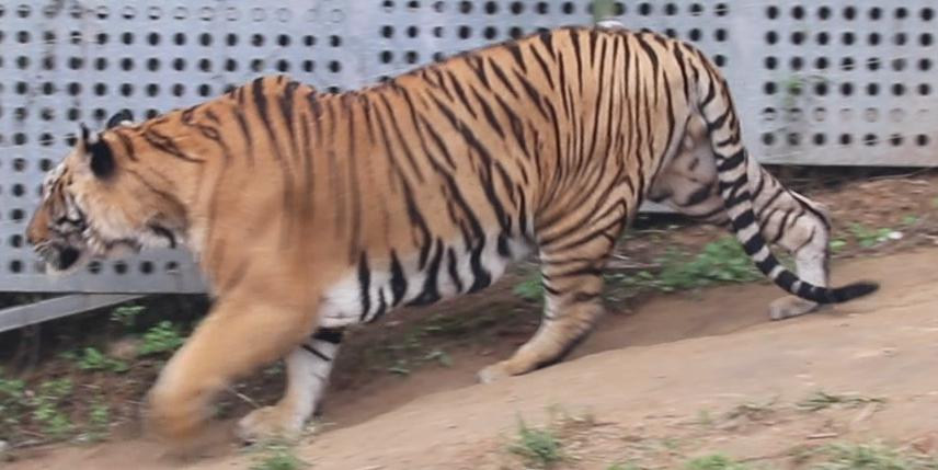 tiger dataset Object Detection Dataset by Mohit Sharma