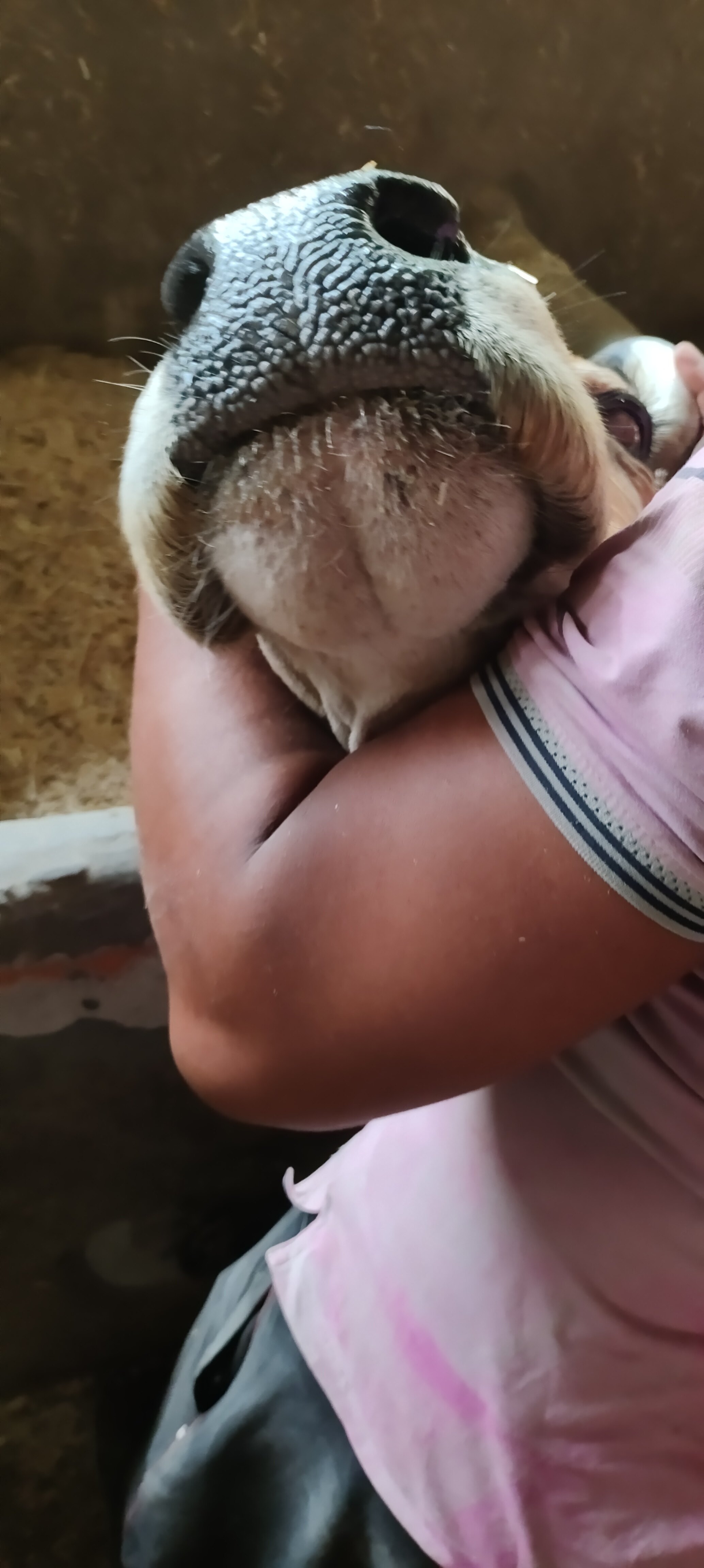 IIT BHU dataset 2 Object Detection Dataset by Mohit Sharma