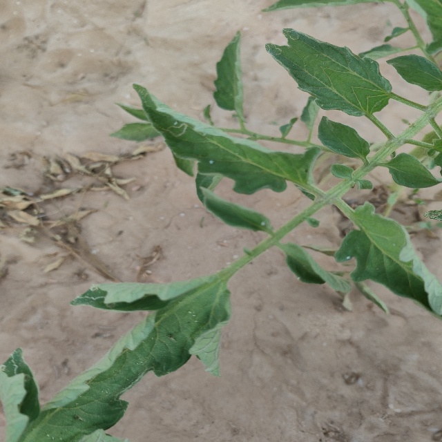 tomato-diseases-detection Instance Segmentation Model by plantdetection