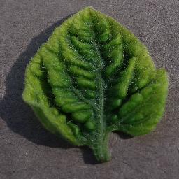 Tomato leaf disease detection Object Detection Dataset by Thiagarajar college of engineering