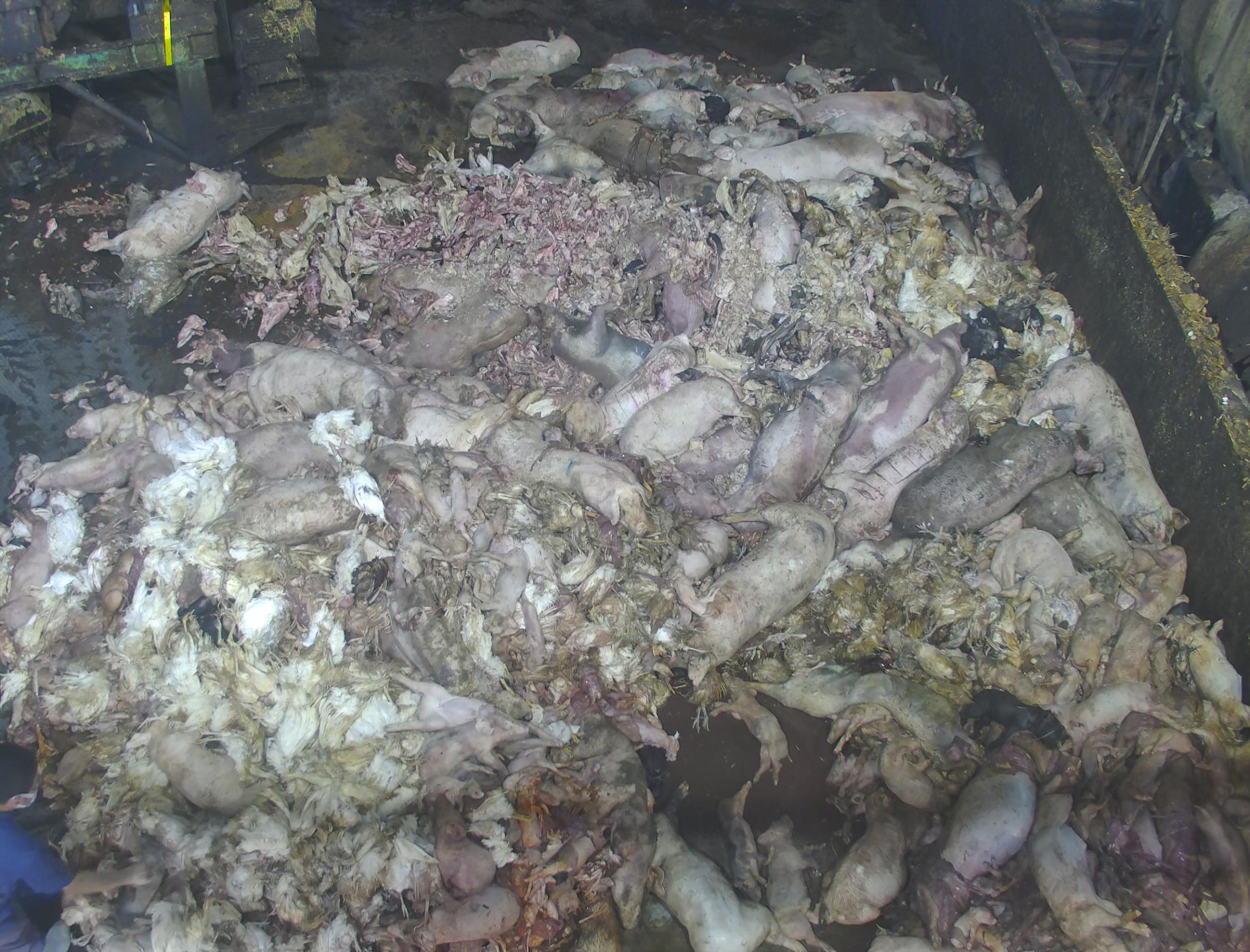 pig custom Instance Segmentation Dataset by pig