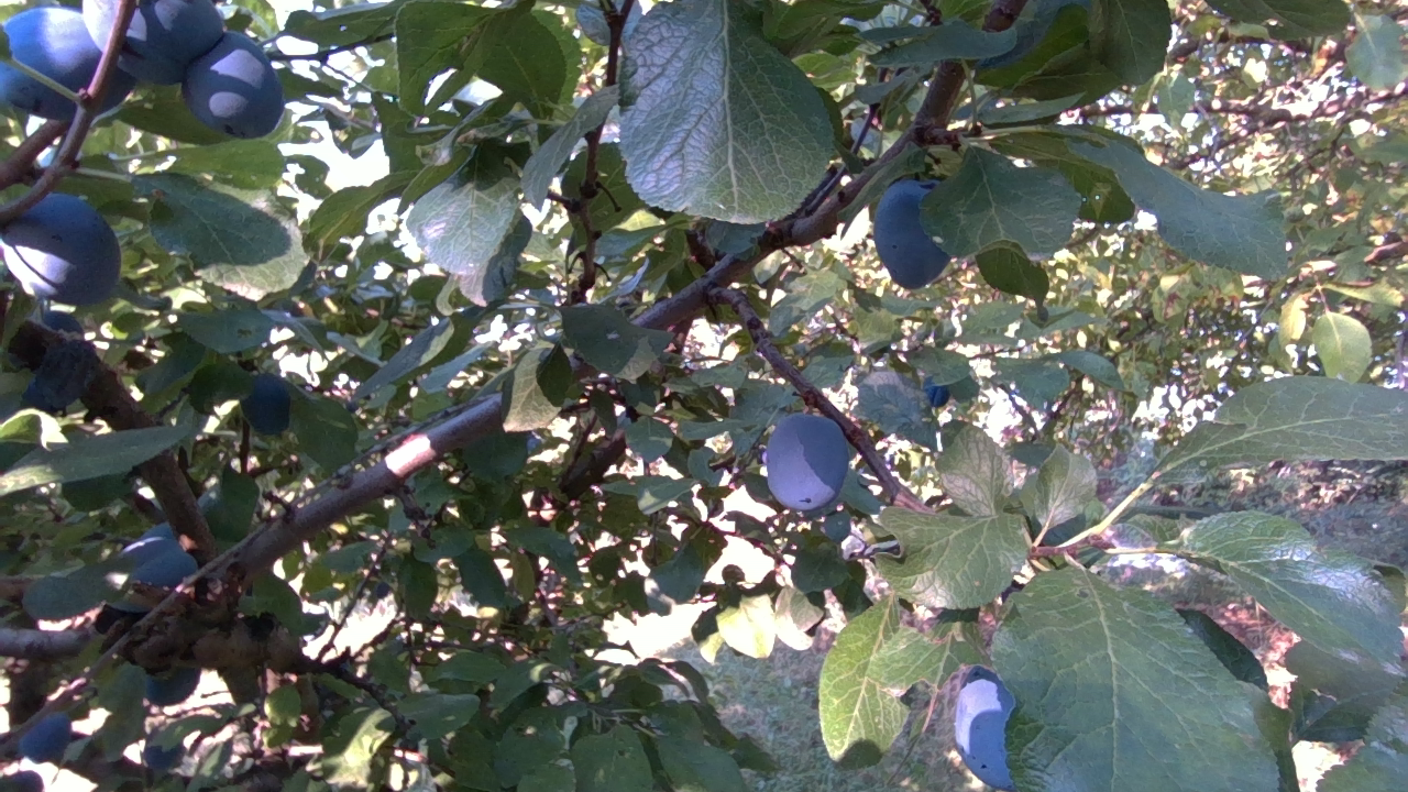 Sljivar 2 Object Detection Dataset and Pre-Trained Model by Pupin 2