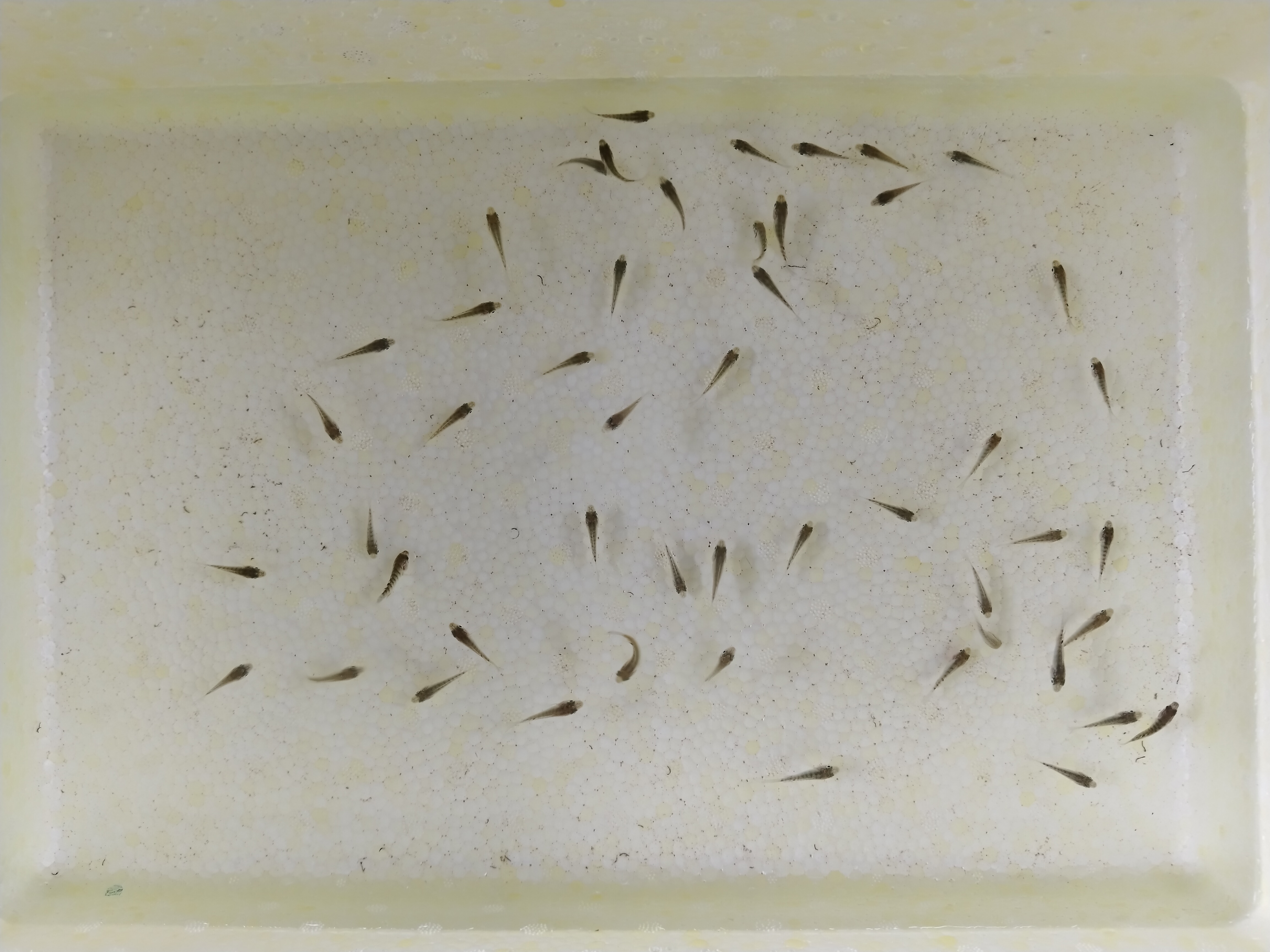 Fingerlings Object Detection Model (v6, 2024-09-04 8:24am) by TF2