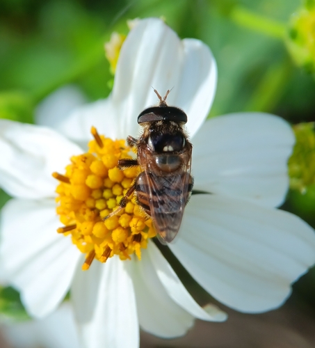 hover fly Object Detection Model by iit ropar
