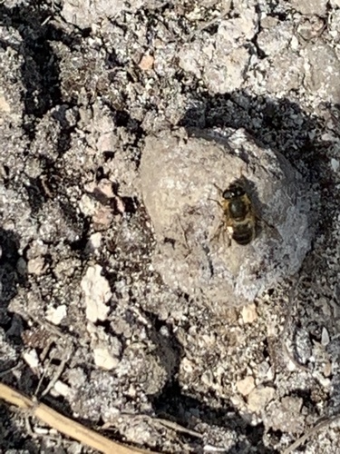 Hoverfly Object Detection Dataset And Pre Trained Model By Iit Ropar