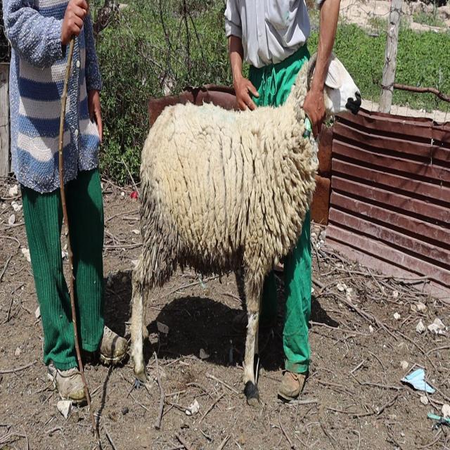 Dataset Sheep Final Object Detection Dataset By Mariam