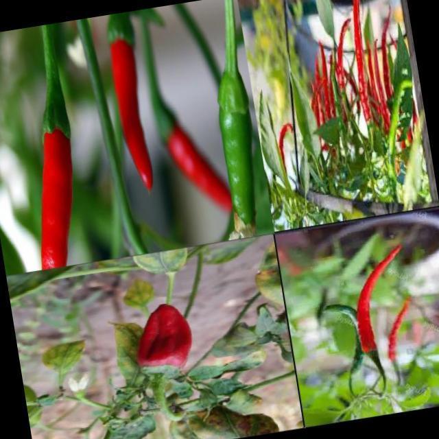 green chili Object Detection Dataset by olrnd