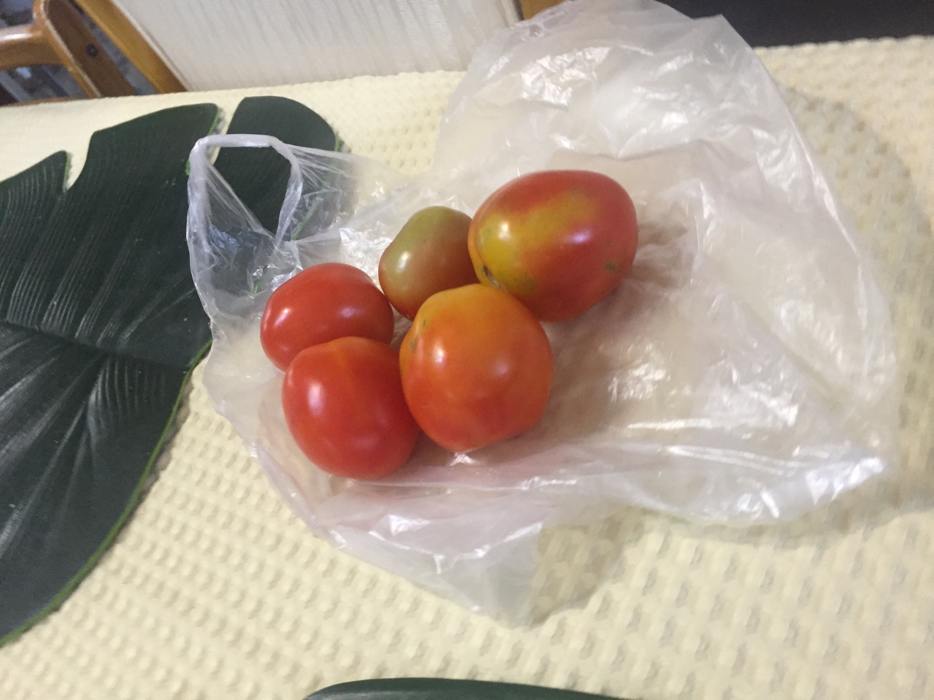 Kamatis Object Detection Dataset By Olrnd