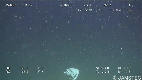 Underwater trash detection (underwater-trash-detection-b5dwr) - Roboflow Universe