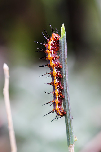 Caterpillar Object Detection Dataset And Pre Trained Model By Caterpillar