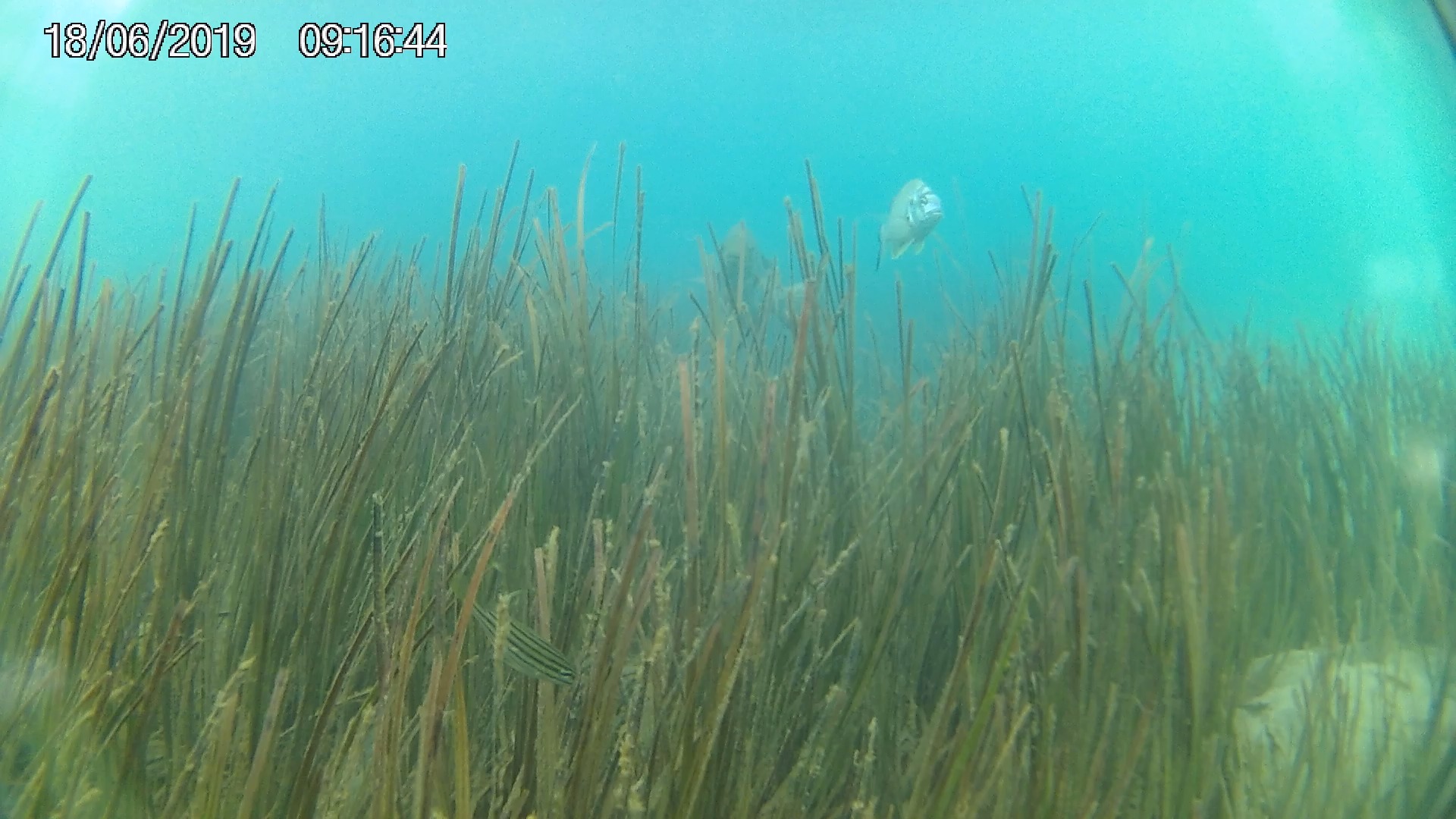 fish_detection_v4 Object Detection Dataset by oceanx