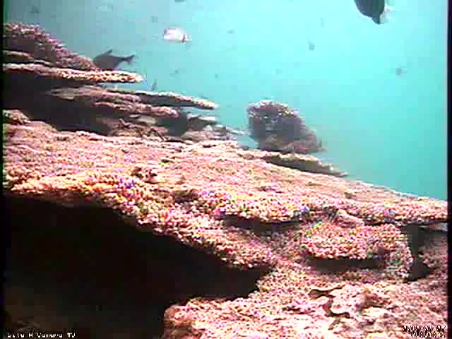 f4k-test2 Object Detection Dataset by oceanx