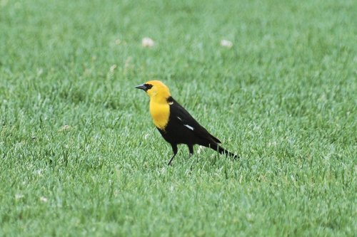 birds Object Detection Dataset by Wenzhou