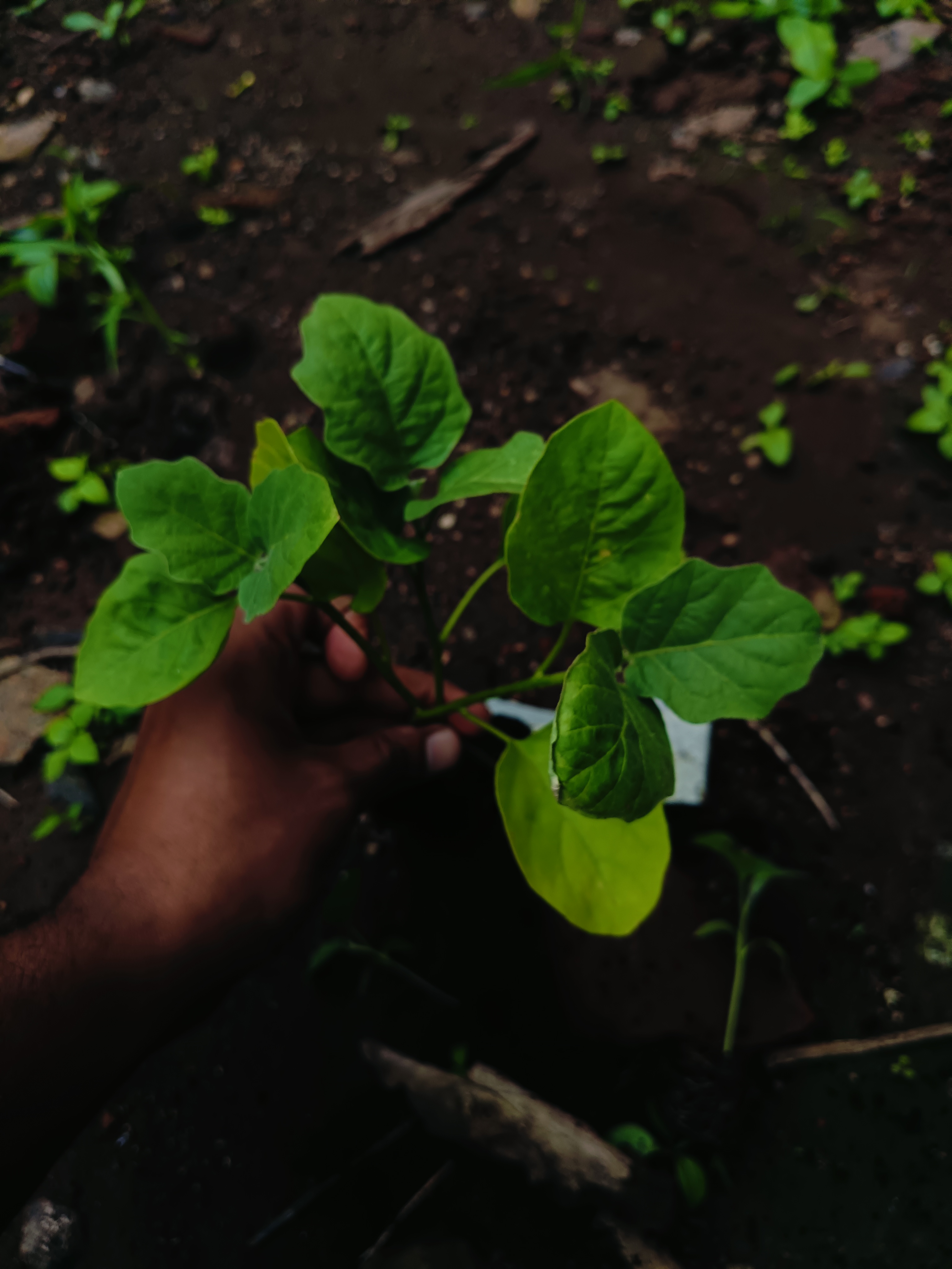 bringle - Roboflow Universe