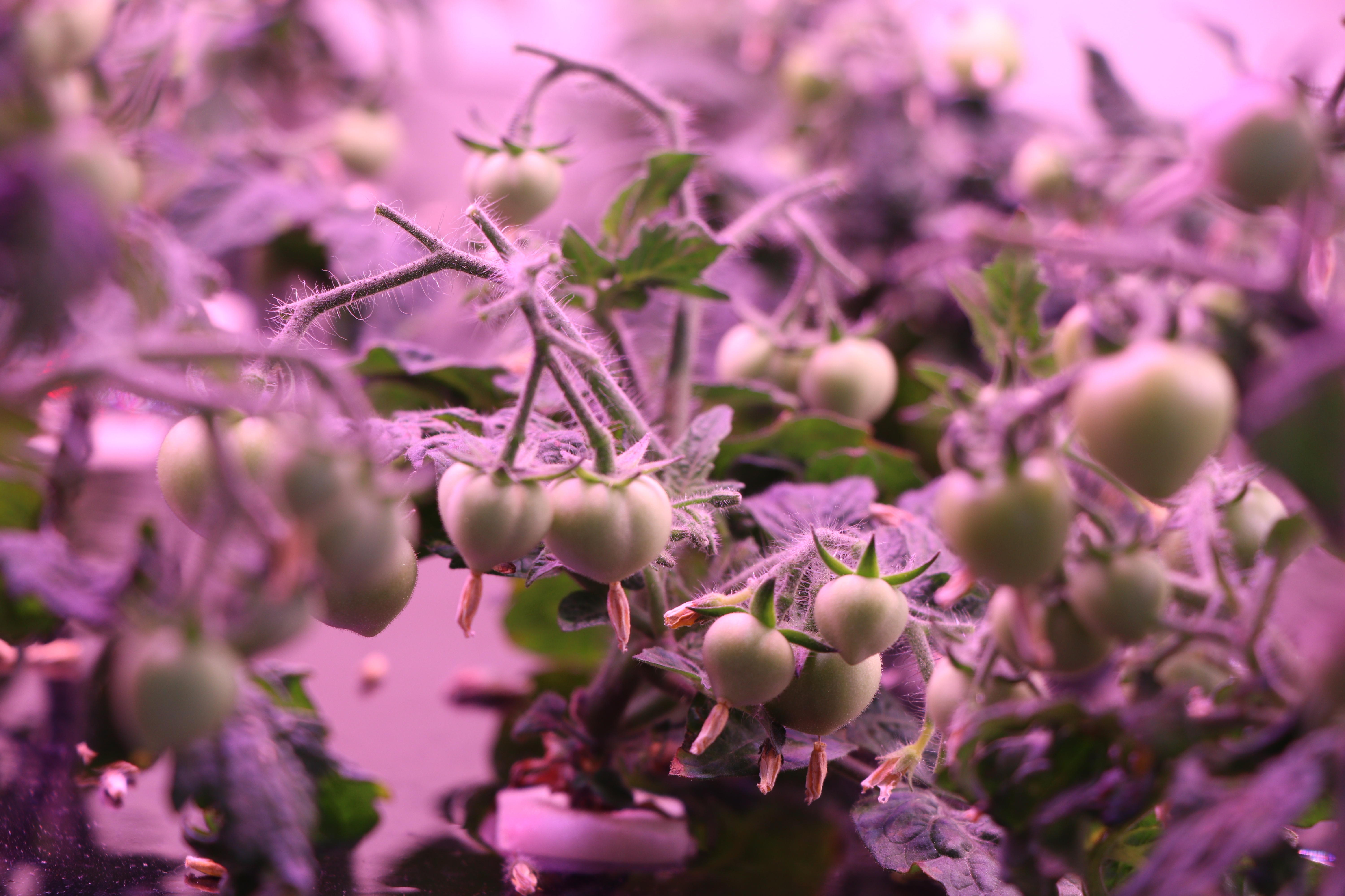 Tomato Hydroponics dataset Object Detection Model by image processing