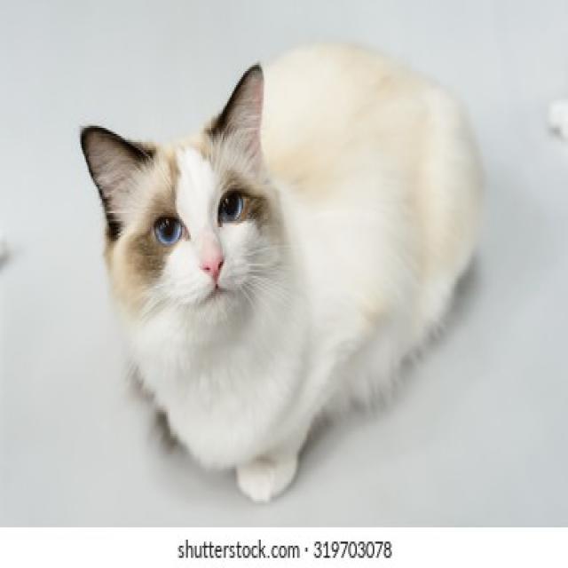 cat and dog Object Detection Dataset by SmartCarParkingSystem