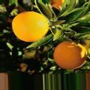 Orange Object Detection Model by Orange