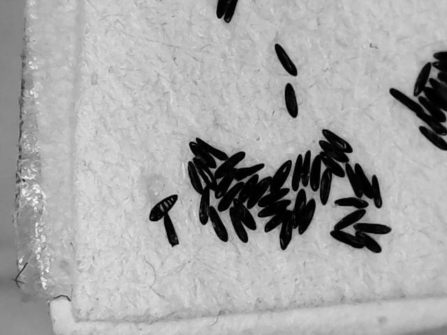 Egg couting with COCO Object Detection Dataset and Pre-Trained Model by ...