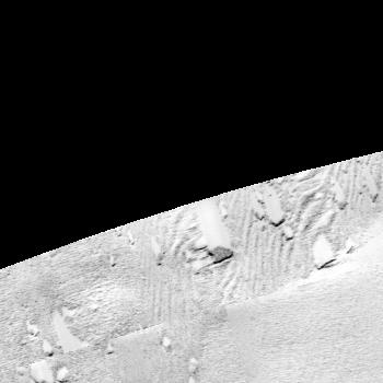 wadugs Object Detection Model by AgriResearch