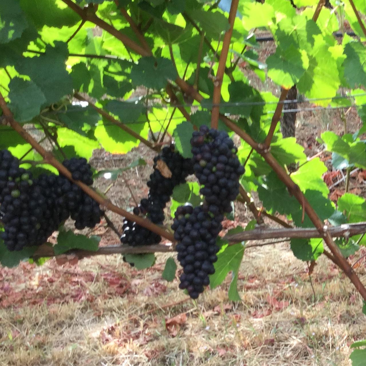 Detect the darn grape Object Detection Model by SigmamuscularProvsHackerGod