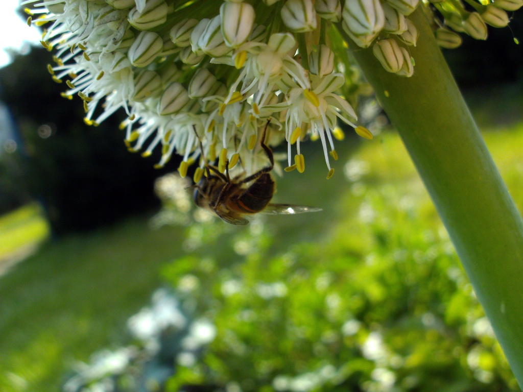 bee Object Detection Dataset by renci