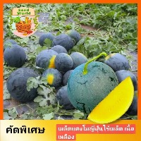 watermelon Object Detection Dataset by PLUTO2002