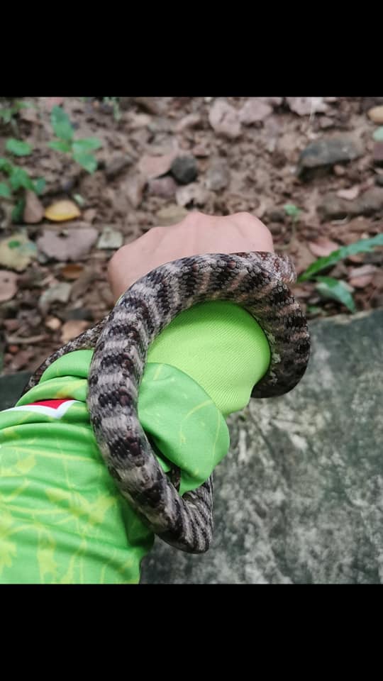 Group 1 Snake Box Annotation Object Detection Dataset by Thai Snake