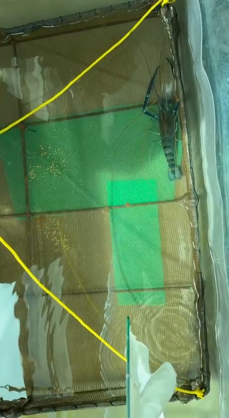 Lab 2 Prawn Object Detection Dataset and Pre-Trained Model by Lab 2