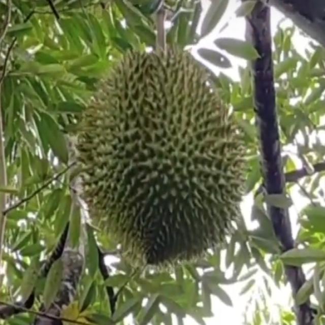 durian_mutruity Object Detection Dataset by wjy