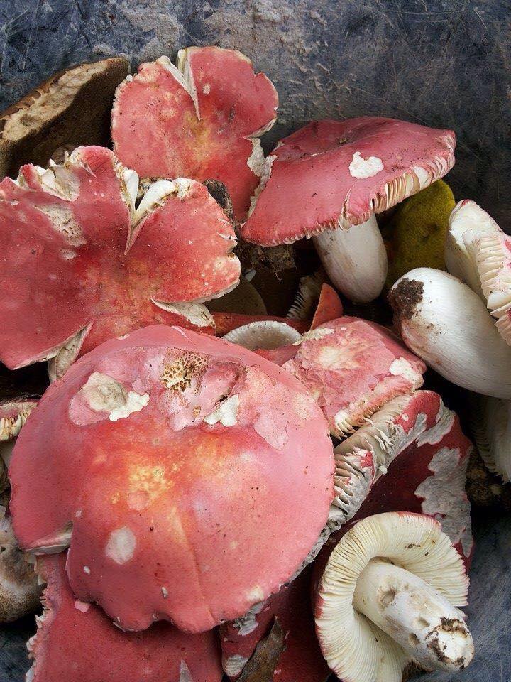 Mushroom Object Detection Dataset By Ai Project