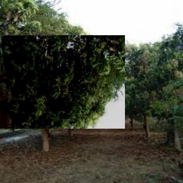 treecounter Object Detection Dataset and Pre-Trained Model by KK workplace