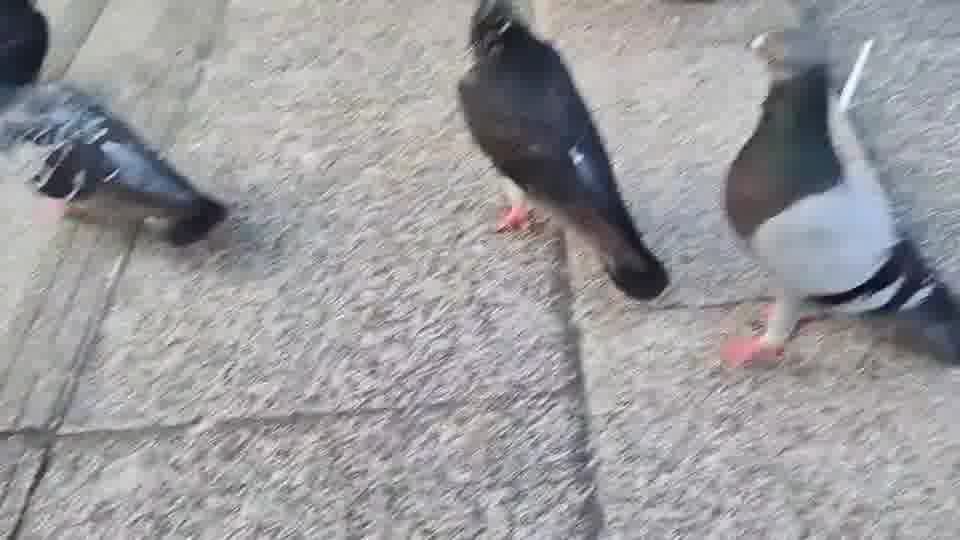 bird Object Detection Model by project