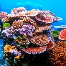 coral reef Object Detection Model by Coral Reef Monitoring