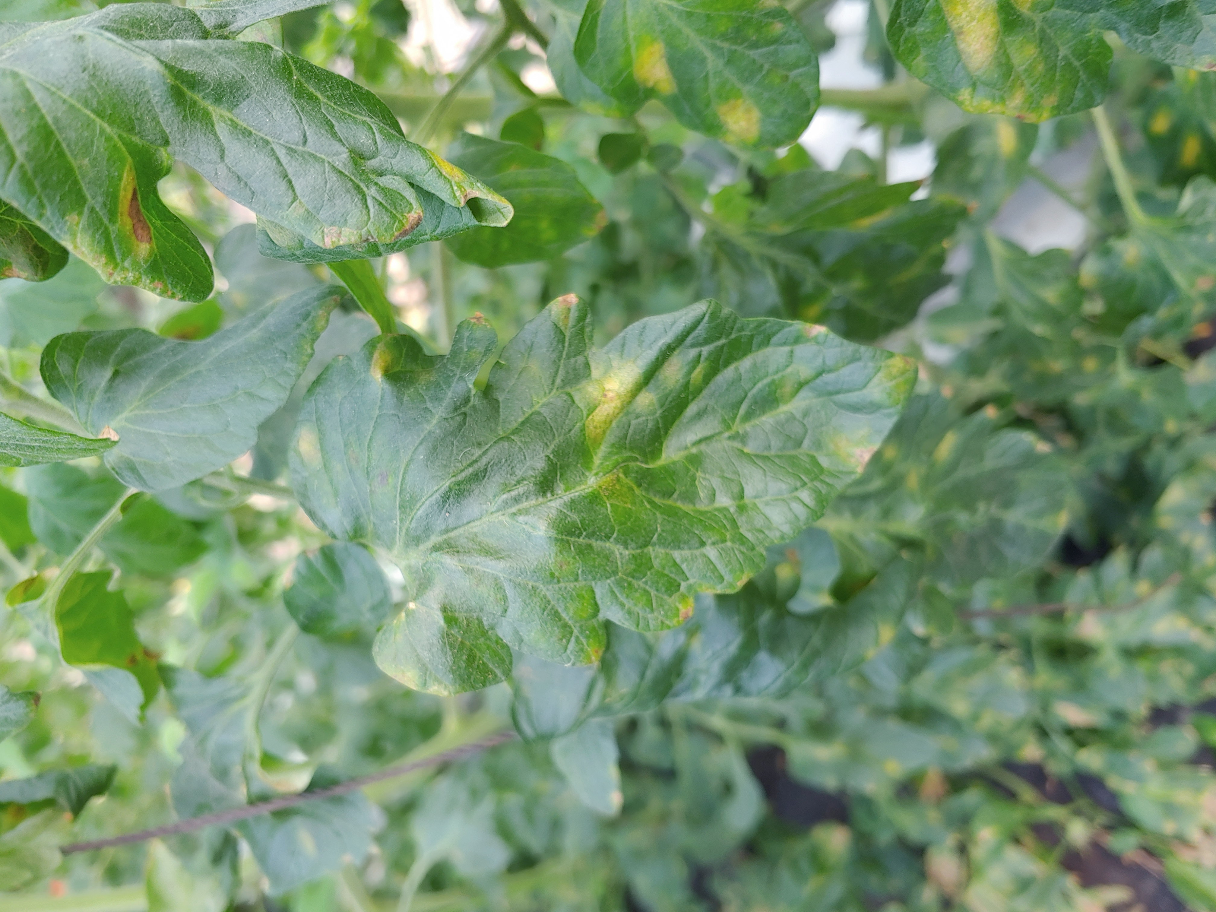 Tomato_Grape Object Detection Dataset and Pre-Trained Model by keimyung university