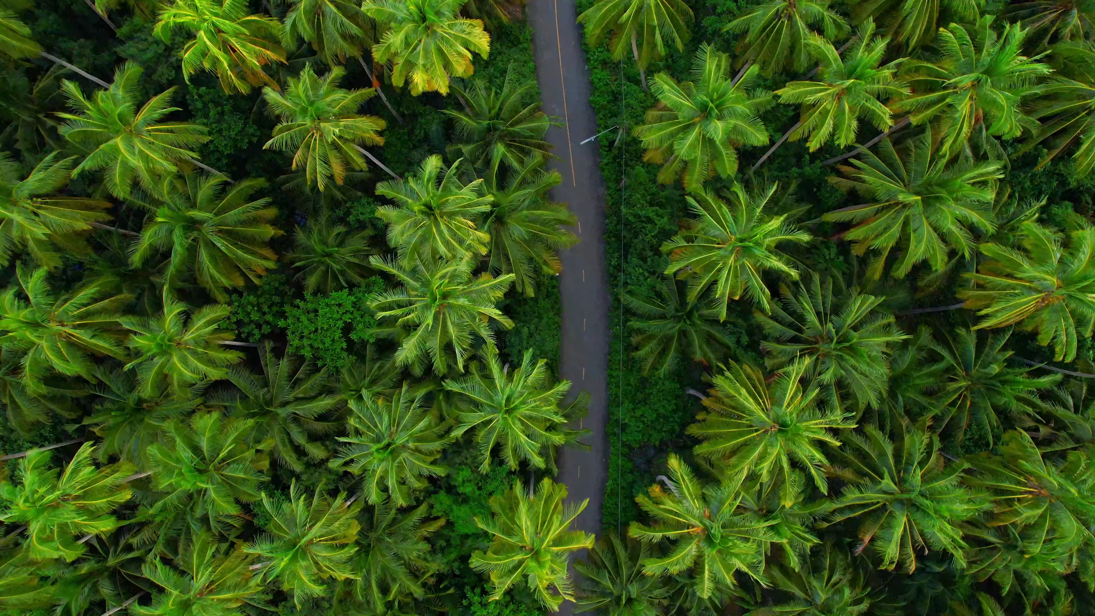 Coconut_Tree_Detection Object Detection Model by SIH2023