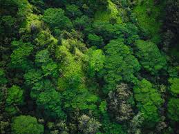 All_Trees_Detection Object Detection Dataset by SIH2023