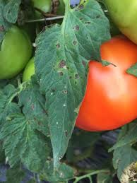 Tomato Blight Object Detection Dataset by army worm detection