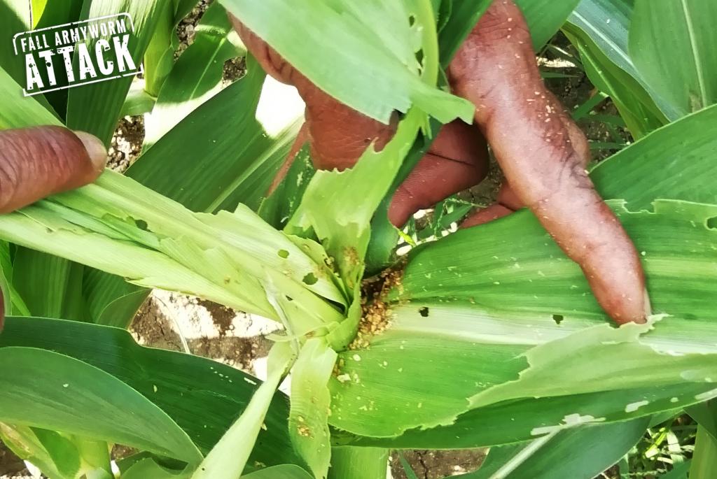 Army Worm Detection Object Detection Dataset By Army Worm Detection