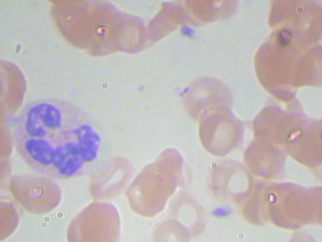 Cell Practice Object Detection Dataset and Pre-Trained Model by JoeG