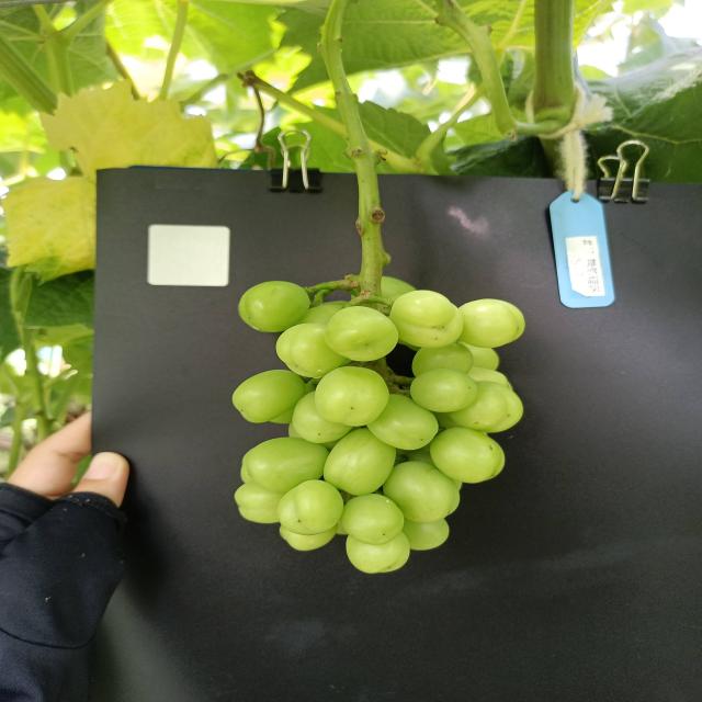 grapes Object Detection Model by misato tsuji