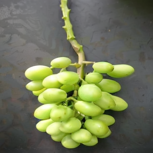 grapes Object Detection Dataset by misato tsuji