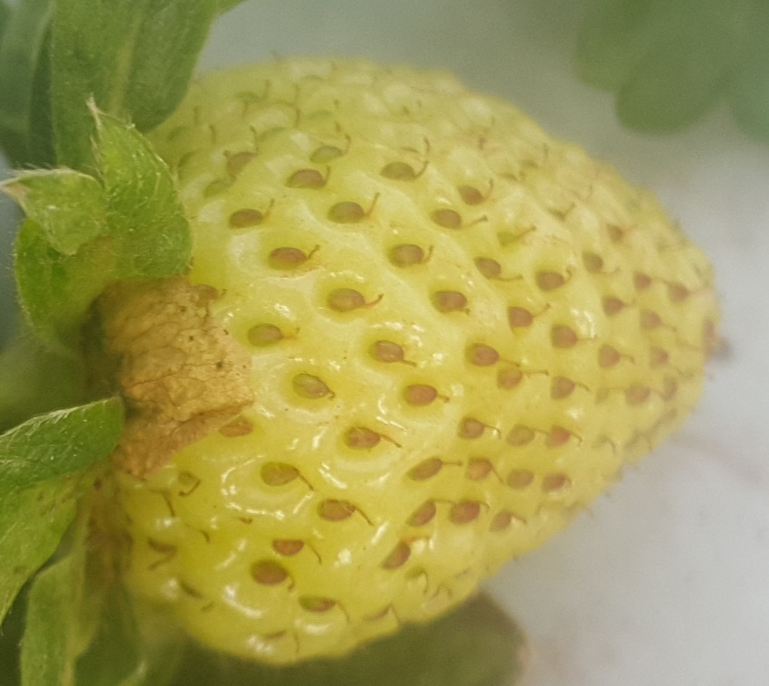 doyr - Roboflow Universe