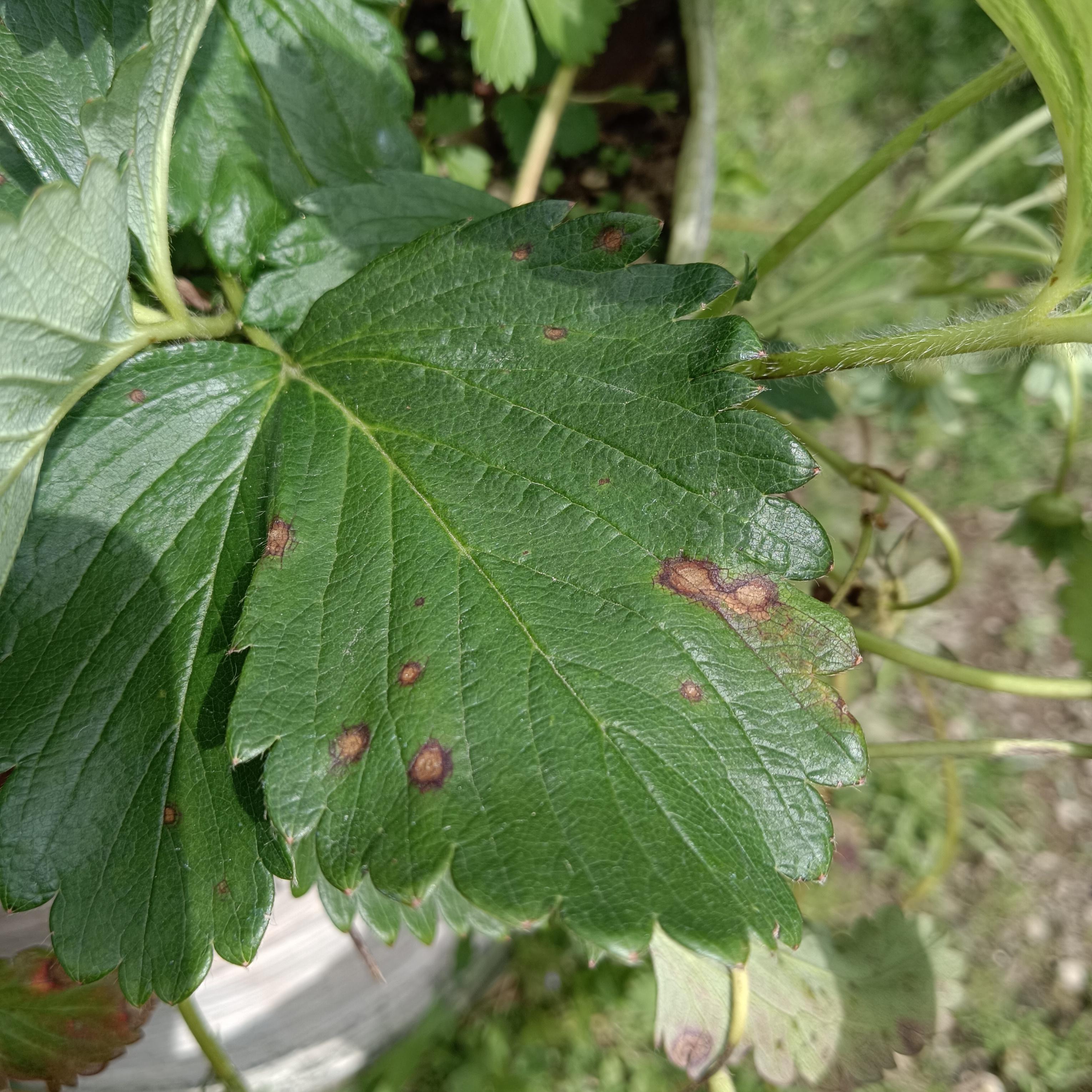 penyakit daun strawberry Object Detection Dataset by doyr