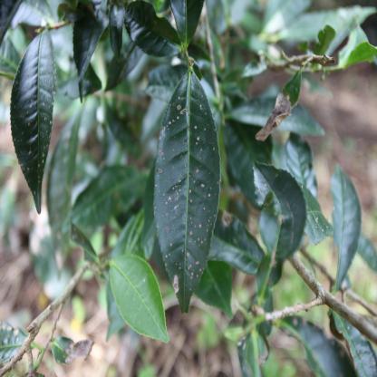 leaf-rust Object Detection Dataset by Tea Leaves Disease