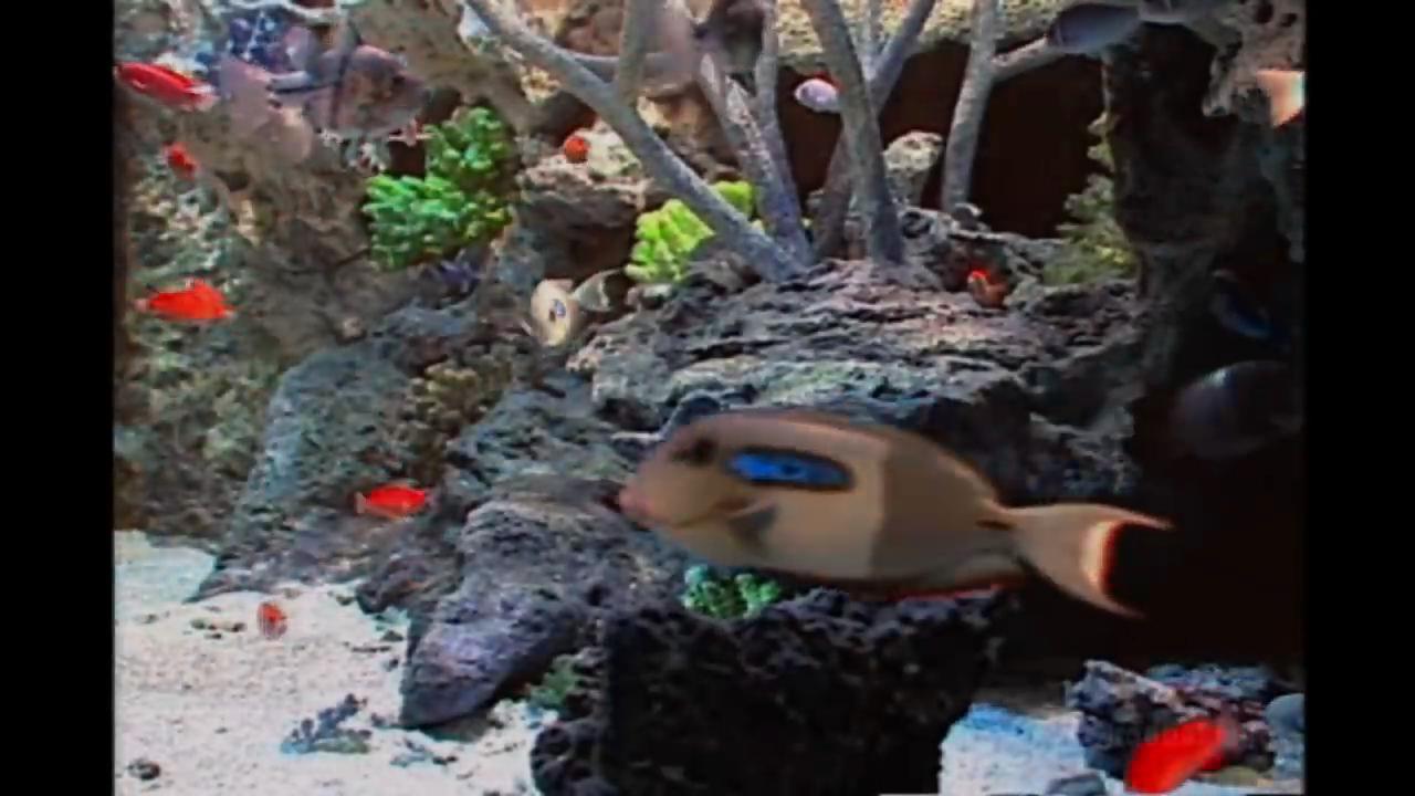 Dan Rice Roboflow Universe