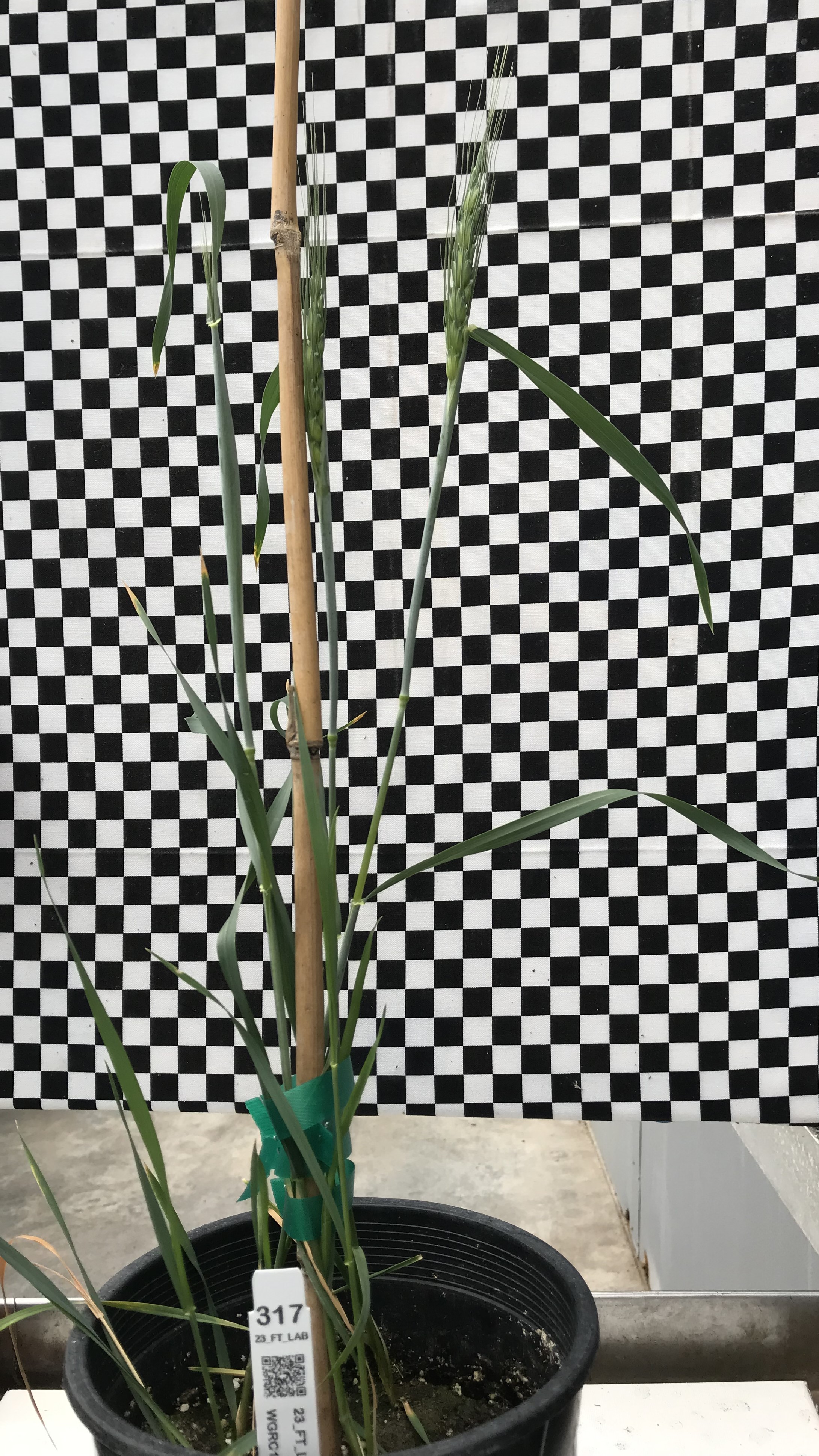 Wheat Floral Traits Detections Object Detection Dataset And Pre Trained Model By Wheat